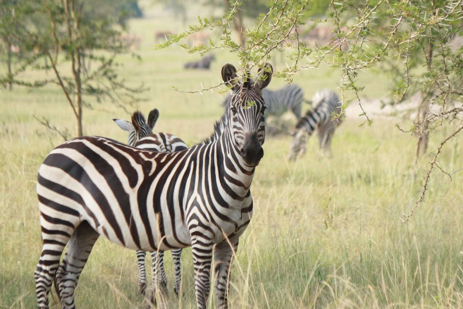 Zèbre des plaines de Grant Equus quagga boehmi + - voyageavecnous.com