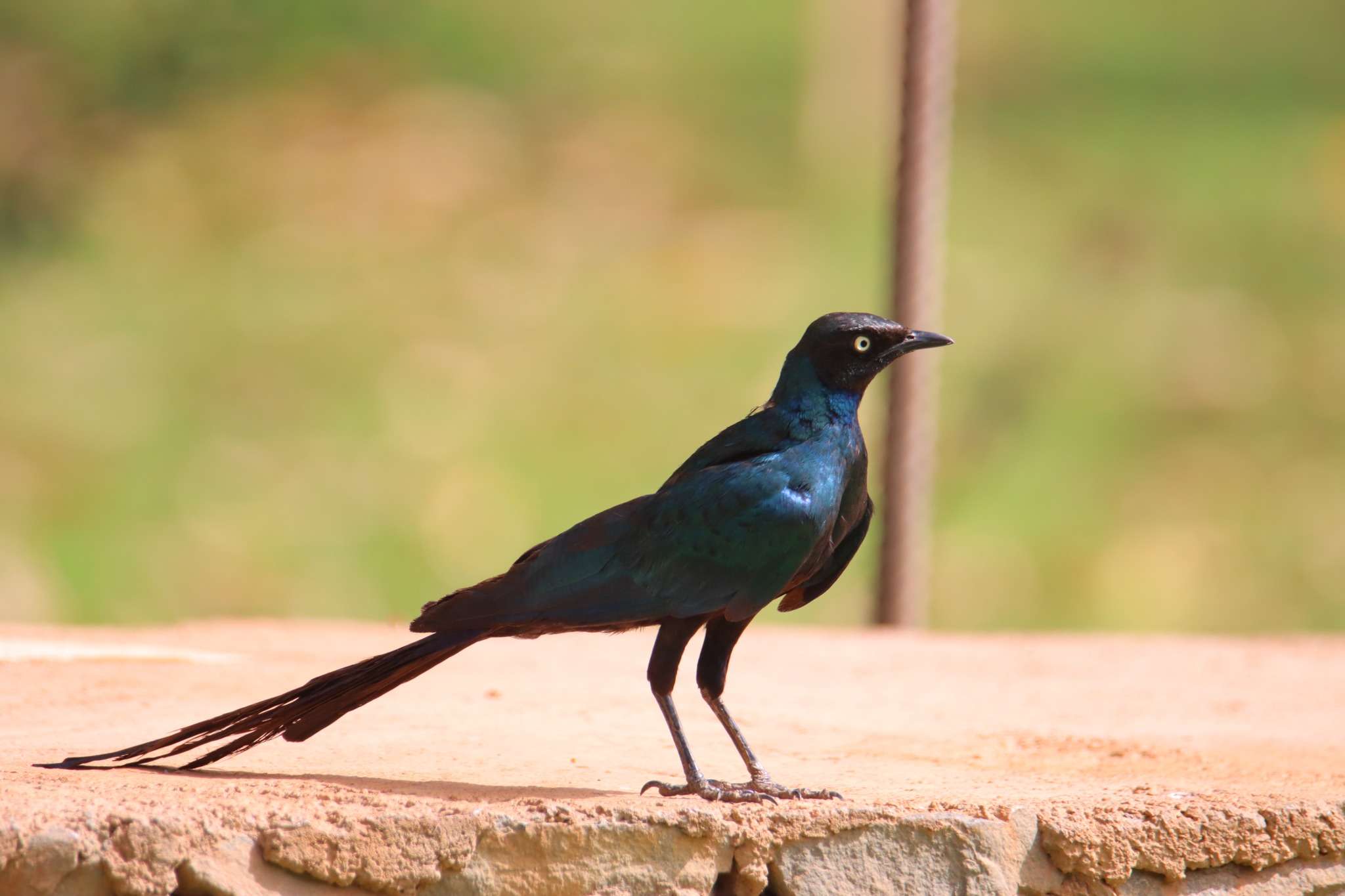 Choucador à longue queue Lamprotornis caudatus + - voyageavecnous.com