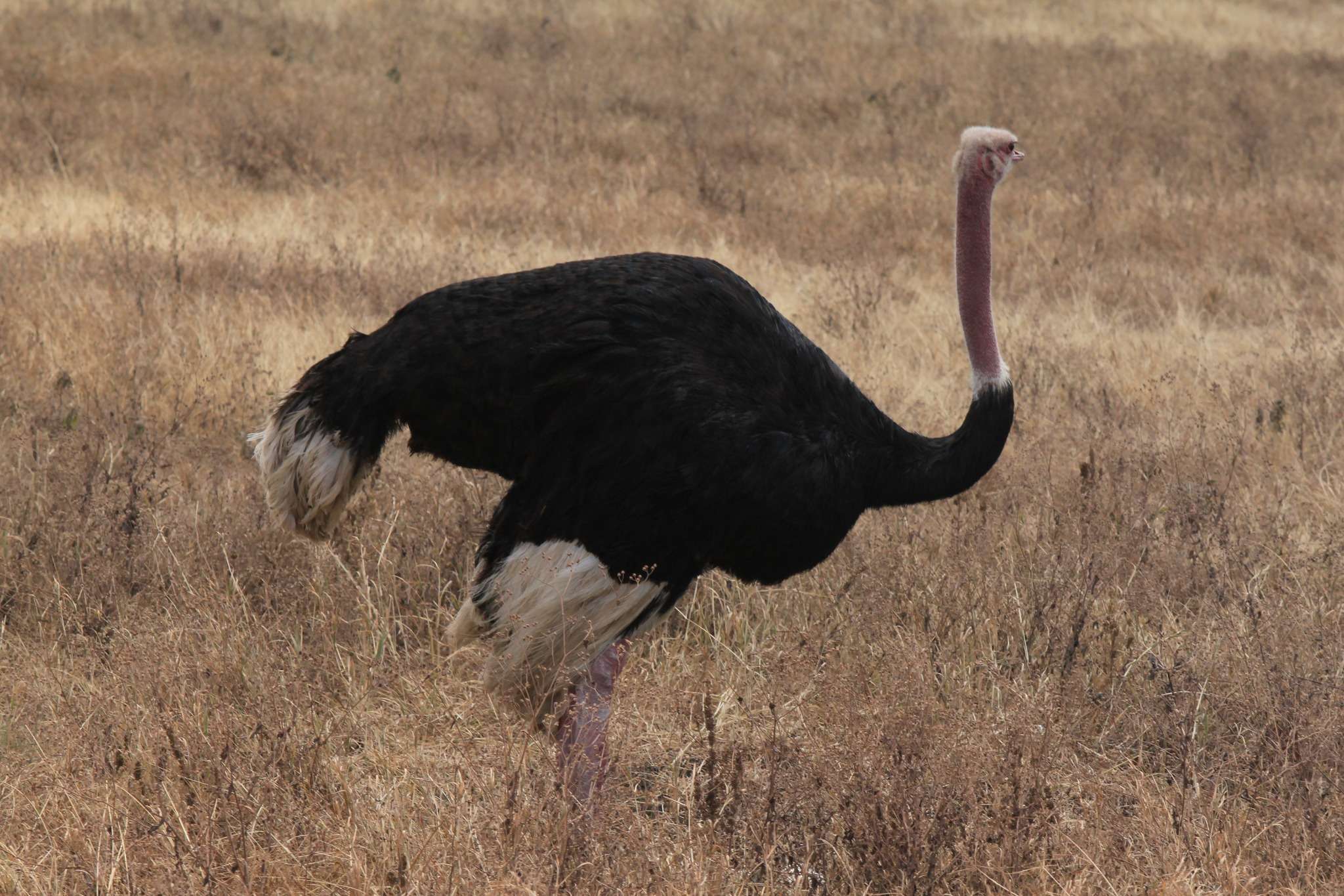 Autruche Masaï Struthio camelus massaicus + - voyageavecnous.com