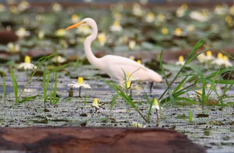 LA FAUNE - voyageavecnous.com