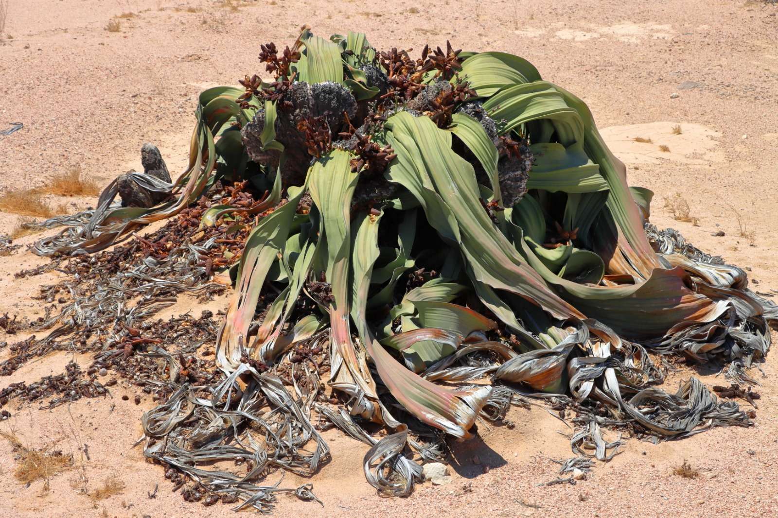 Welwitschia mirabilis + - voyageavecnous.com