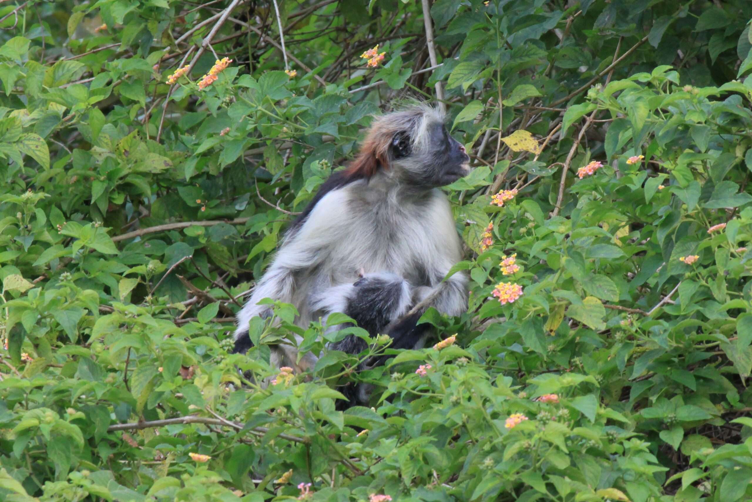 Colobe rouge de Zanzibar Piliocolobus kirkii + - voyageavecnous.com