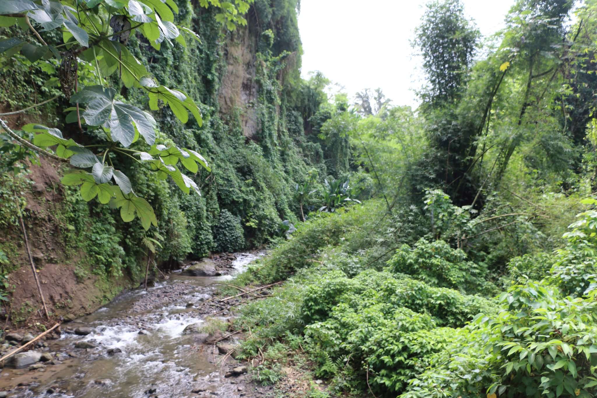 Martinique : L'Île aux Fleurs, entre Histoire et Paradis Tropical ...