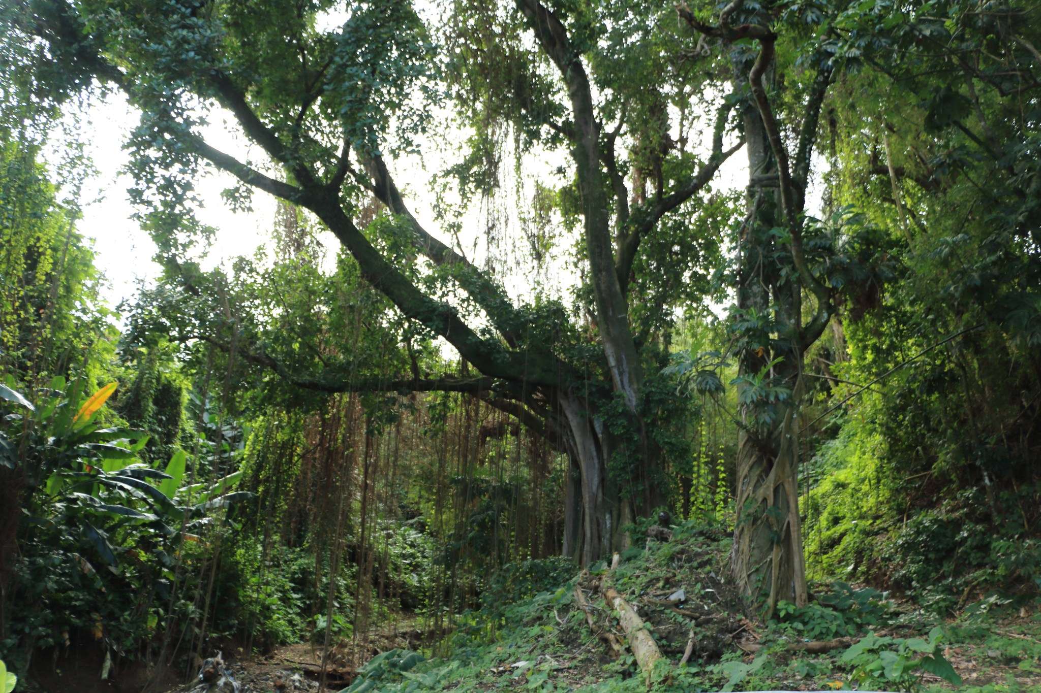 Martinique : L'Île aux Fleurs, entre Histoire et Paradis Tropical ...