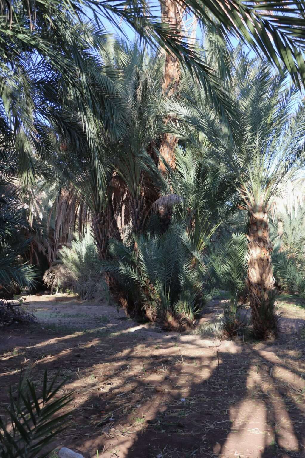 Oasis de FINT , l'Oasis cachée - OUARZAZATE MAROC + - voyageavecnous.com