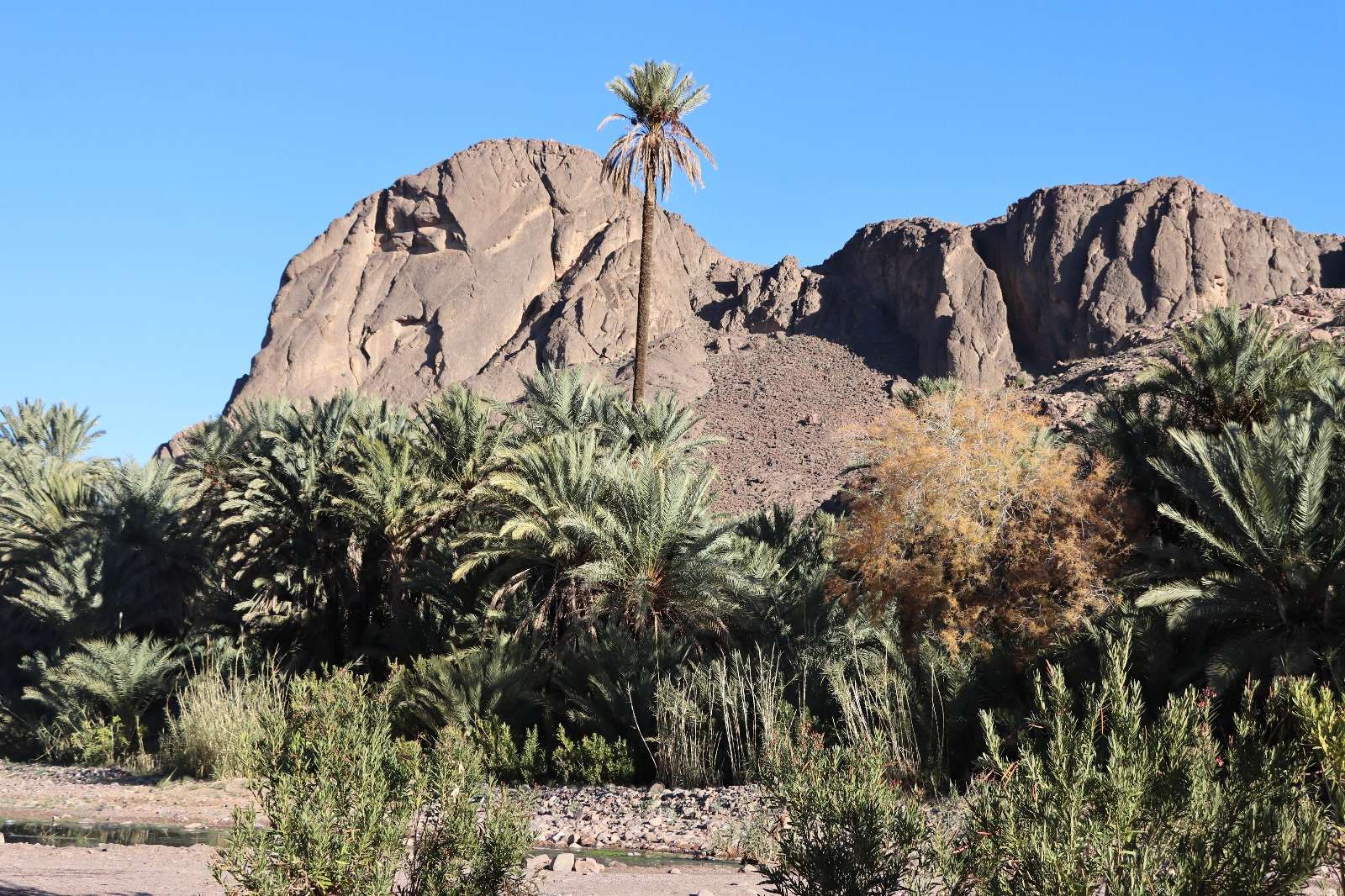 Oasis de FINT , l'Oasis cachée - OUARZAZATE MAROC + - voyageavecnous.com