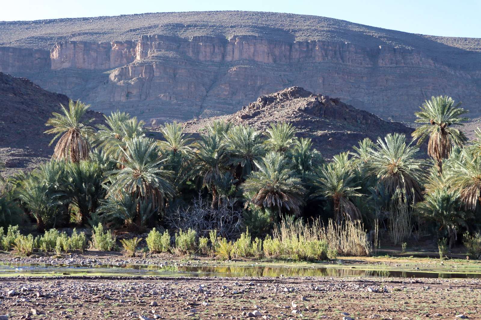 Oasis de FINT , l'Oasis cachée - OUARZAZATE MAROC + - voyageavecnous.com
