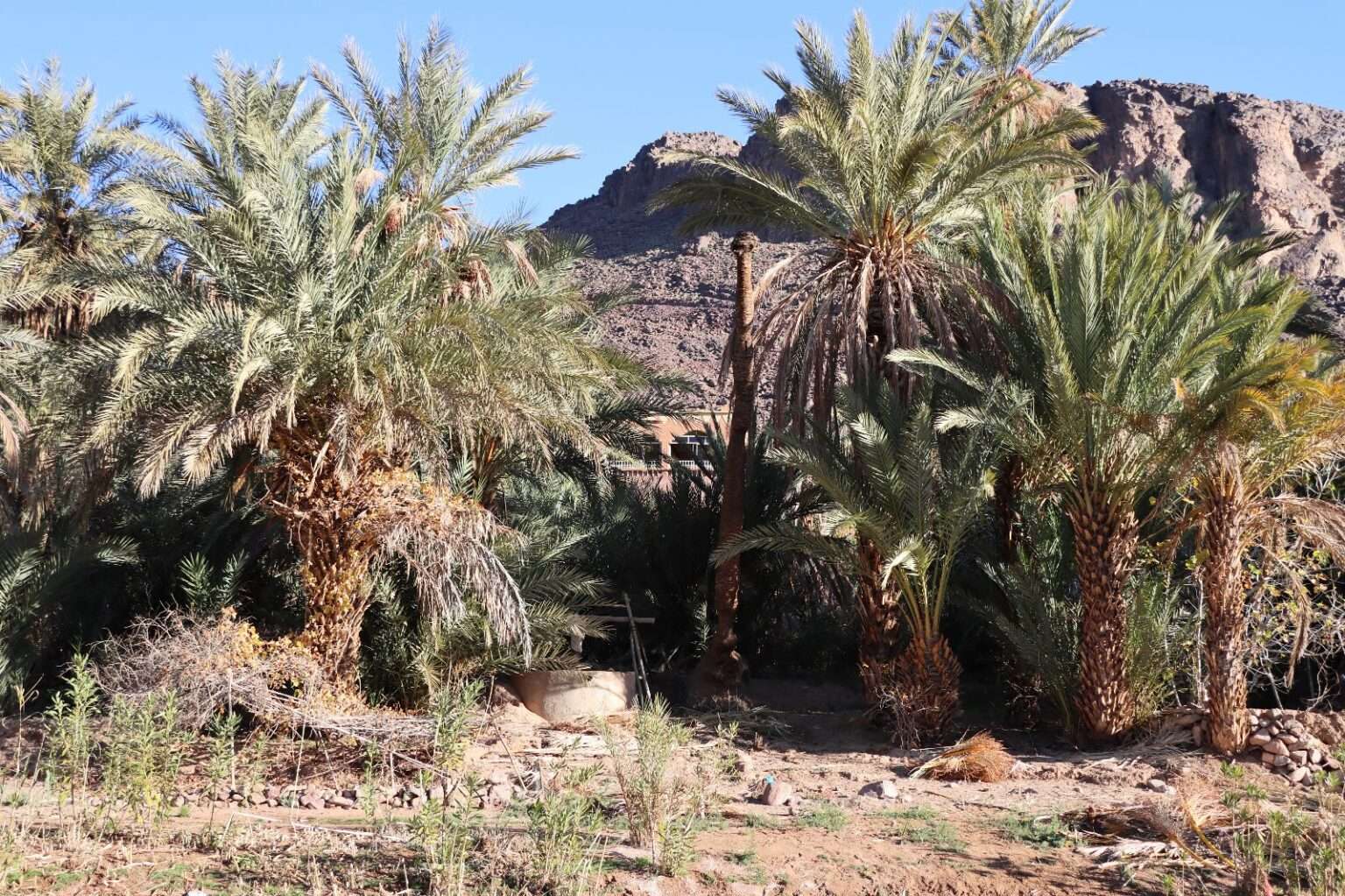 Oasis de FINT , l'Oasis cachée - OUARZAZATE MAROC + - voyageavecnous.com