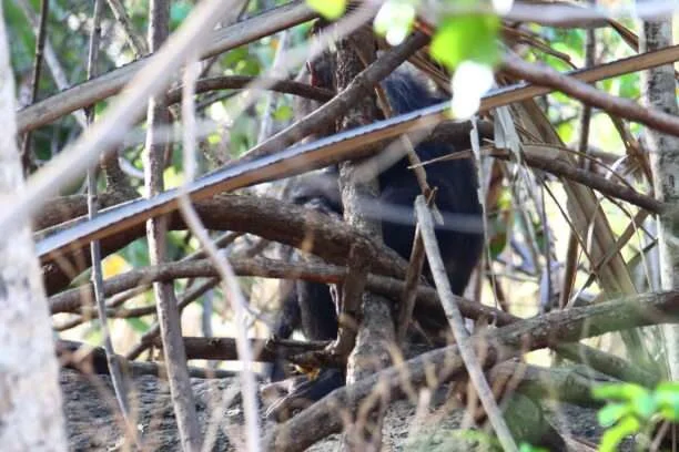 La Réserve communautaire de Dindéfelo - Kédougou SENEGAL ...