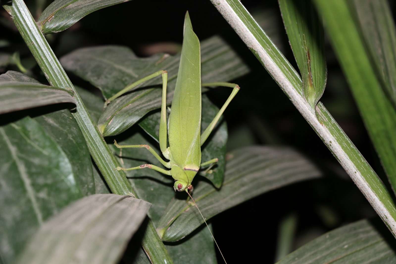 LA FAUNE - voyageavecnous.com