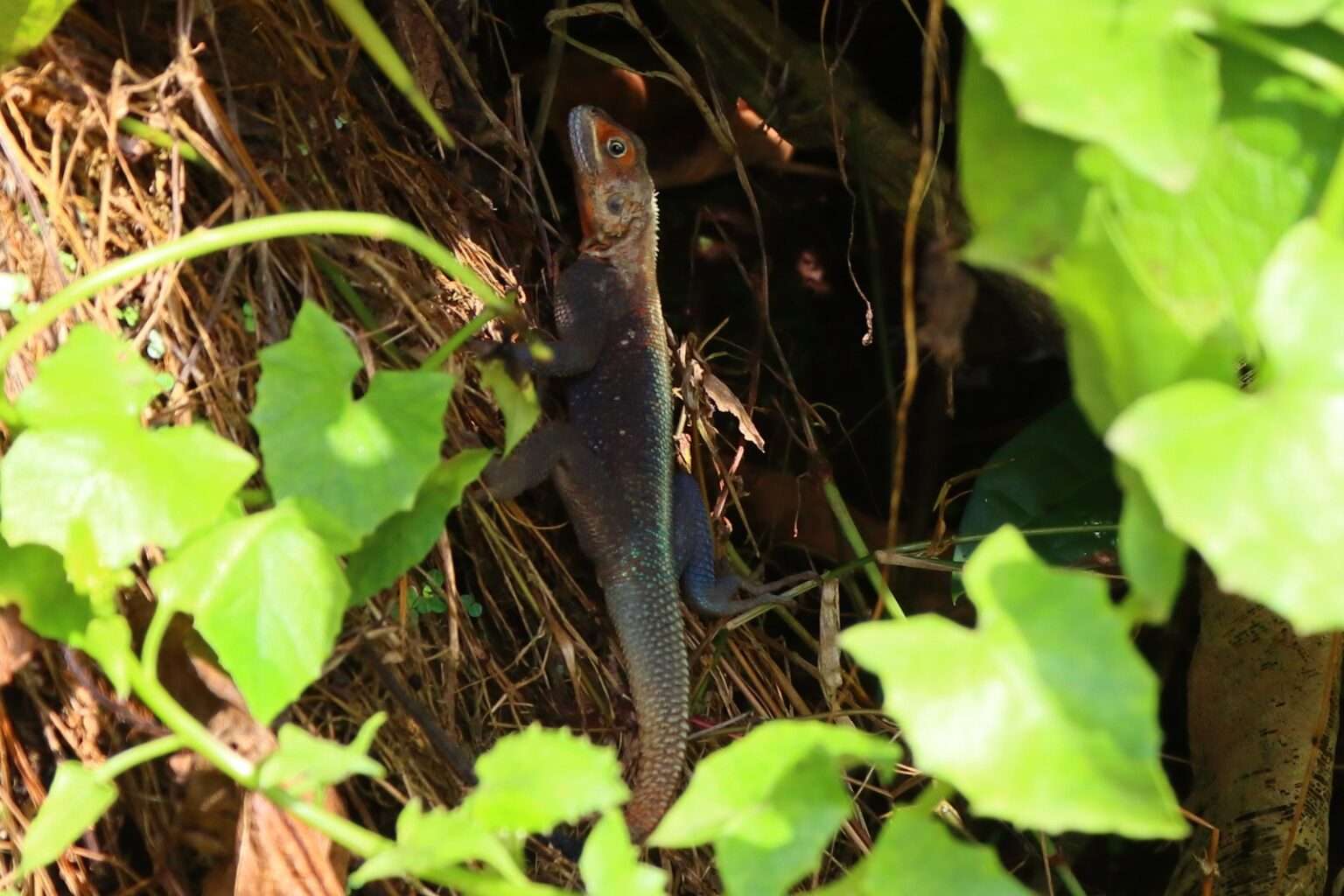 LA FAUNE - voyageavecnous.com