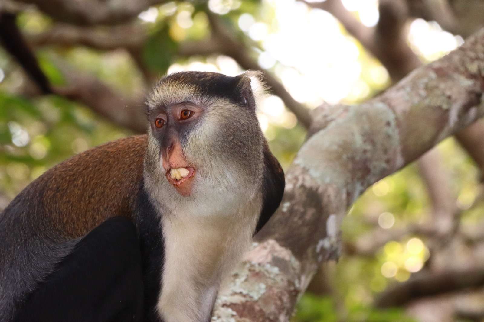 Bondoukou "La Ville aux Mille Mosquées" Côte d'Ivoire ...