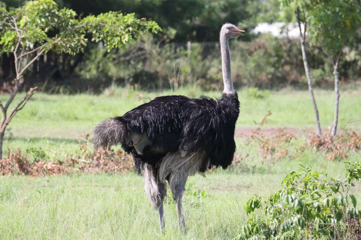 LA FAUNE - voyageavecnous.com