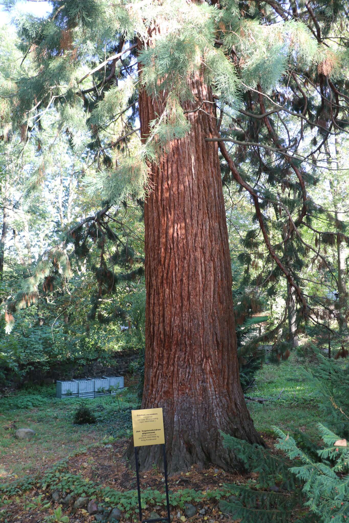 Séquoia géant Sequoiadendron giganteum + - voyageavecnous.com