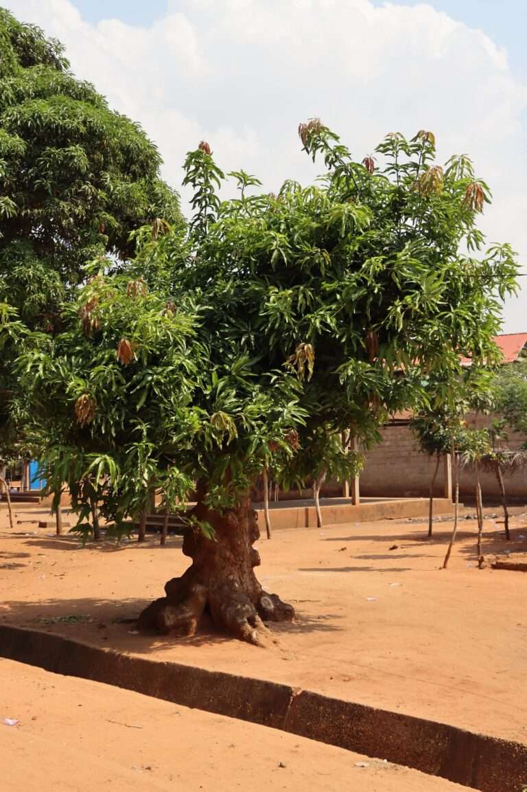 Manguier Mangifera indica - voyageavecnous.com