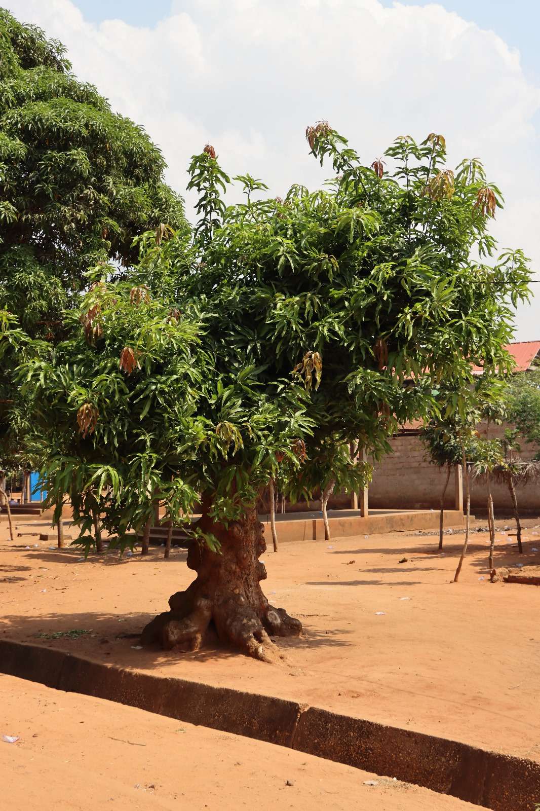 Manguier Mangifera indica - voyageavecnous.com
