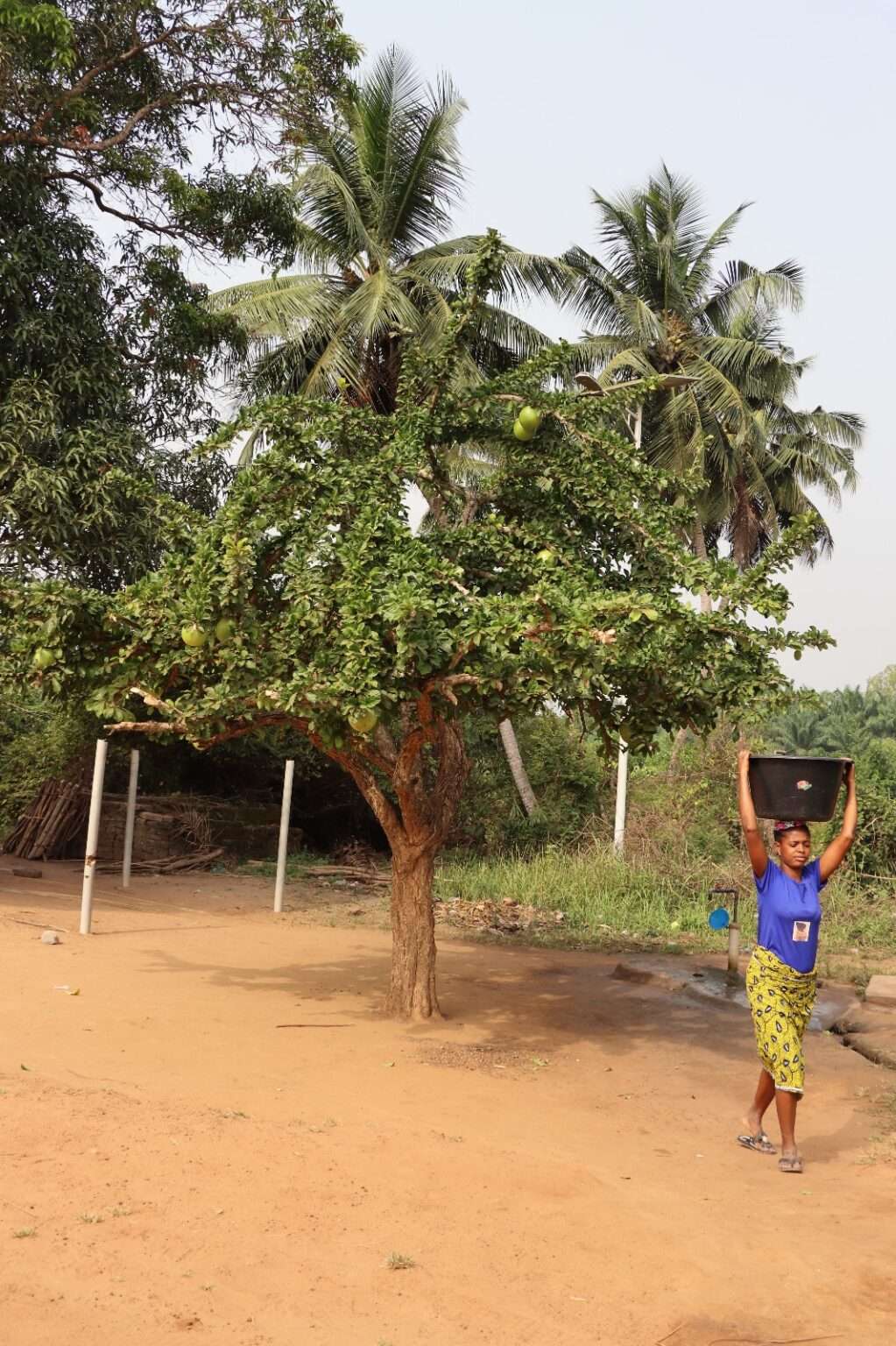 Calebassier Crescentia cujete - voyageavecnous.com