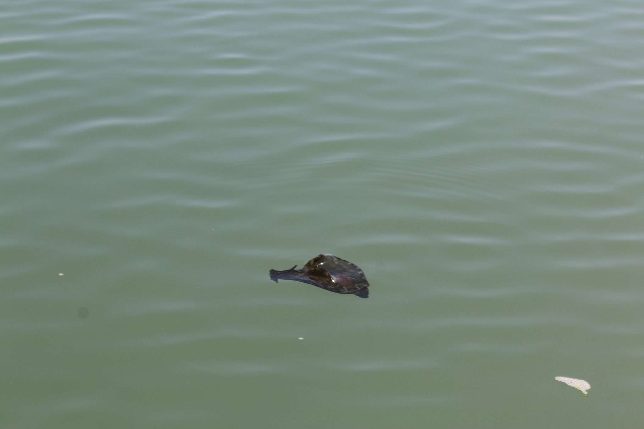 LA FAUNE - voyageavecnous.com