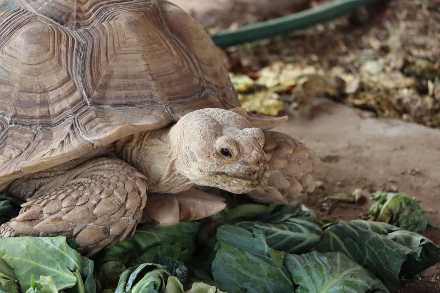 Réserve animalière de Sarakawa - Region de la Kara TOGO ...