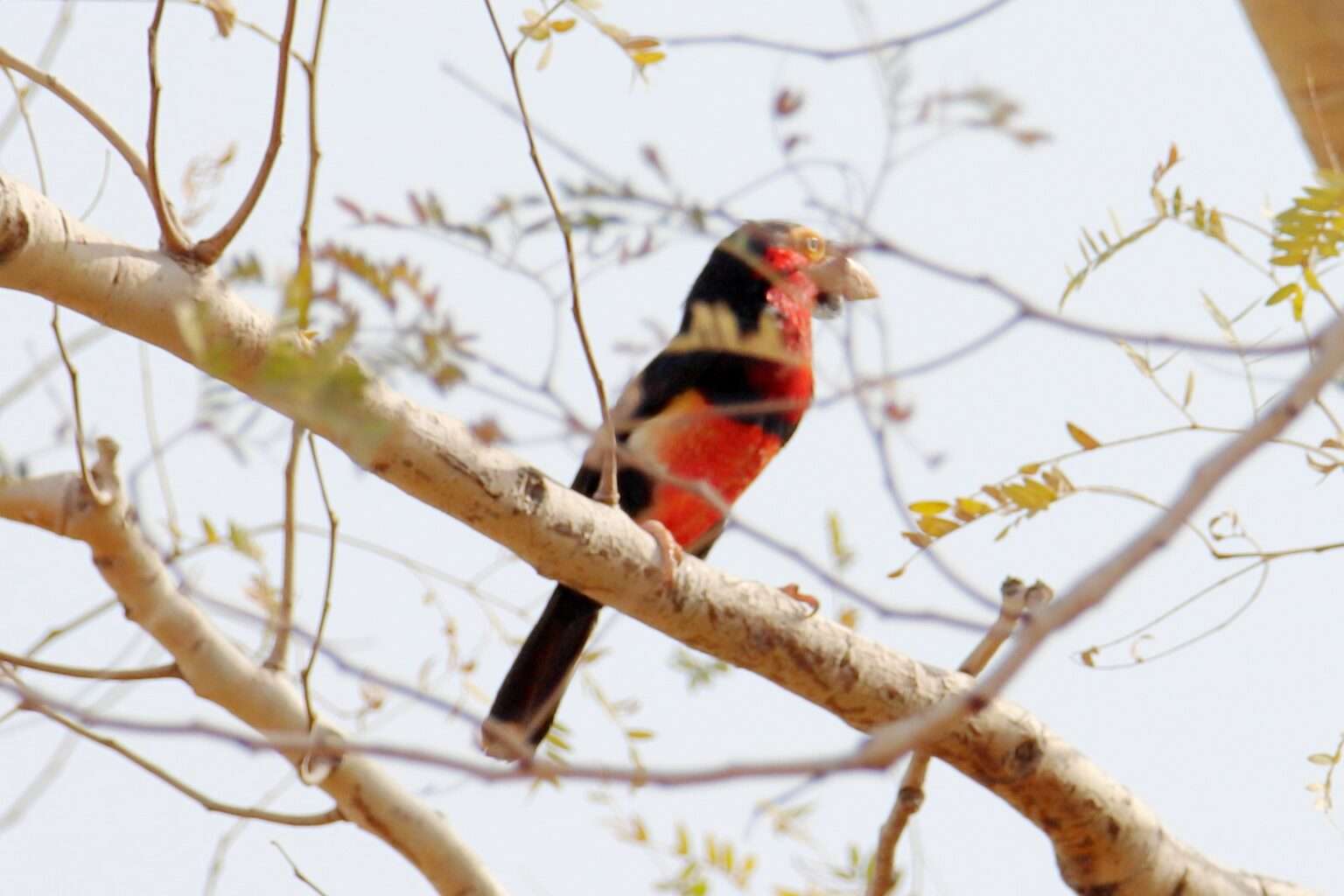 LA FAUNE - voyageavecnous.com