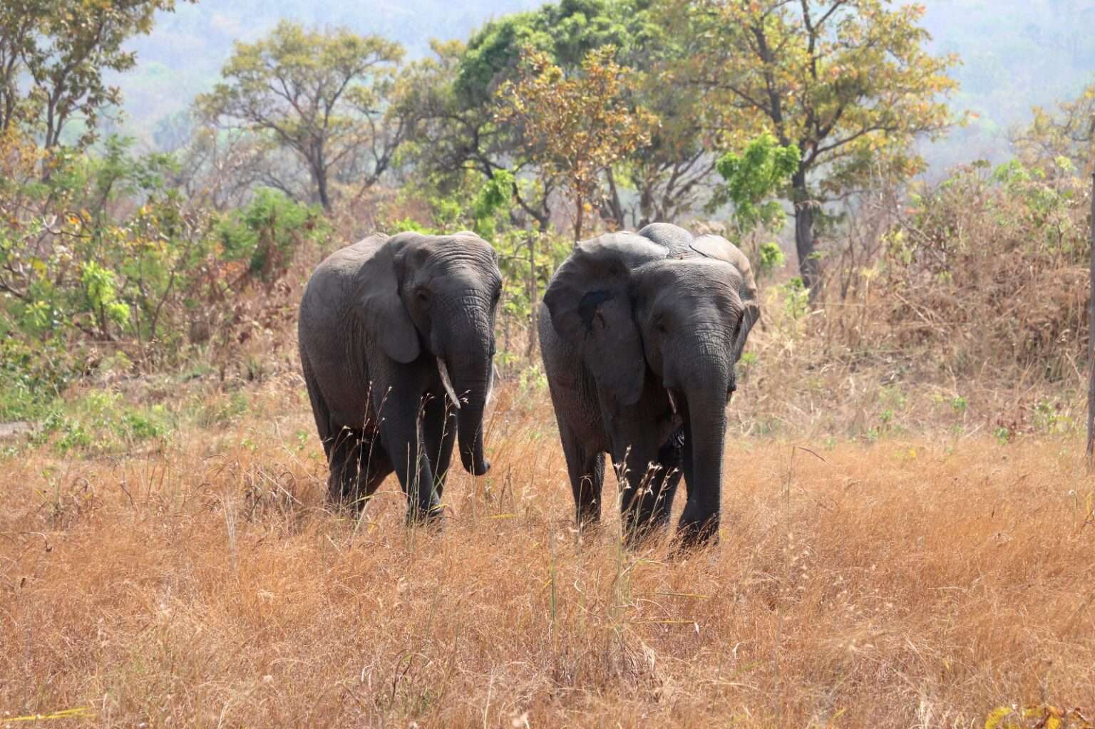 La Réserve de Djamdé - Région de la Kara TOGO - voyageavecnous.com
