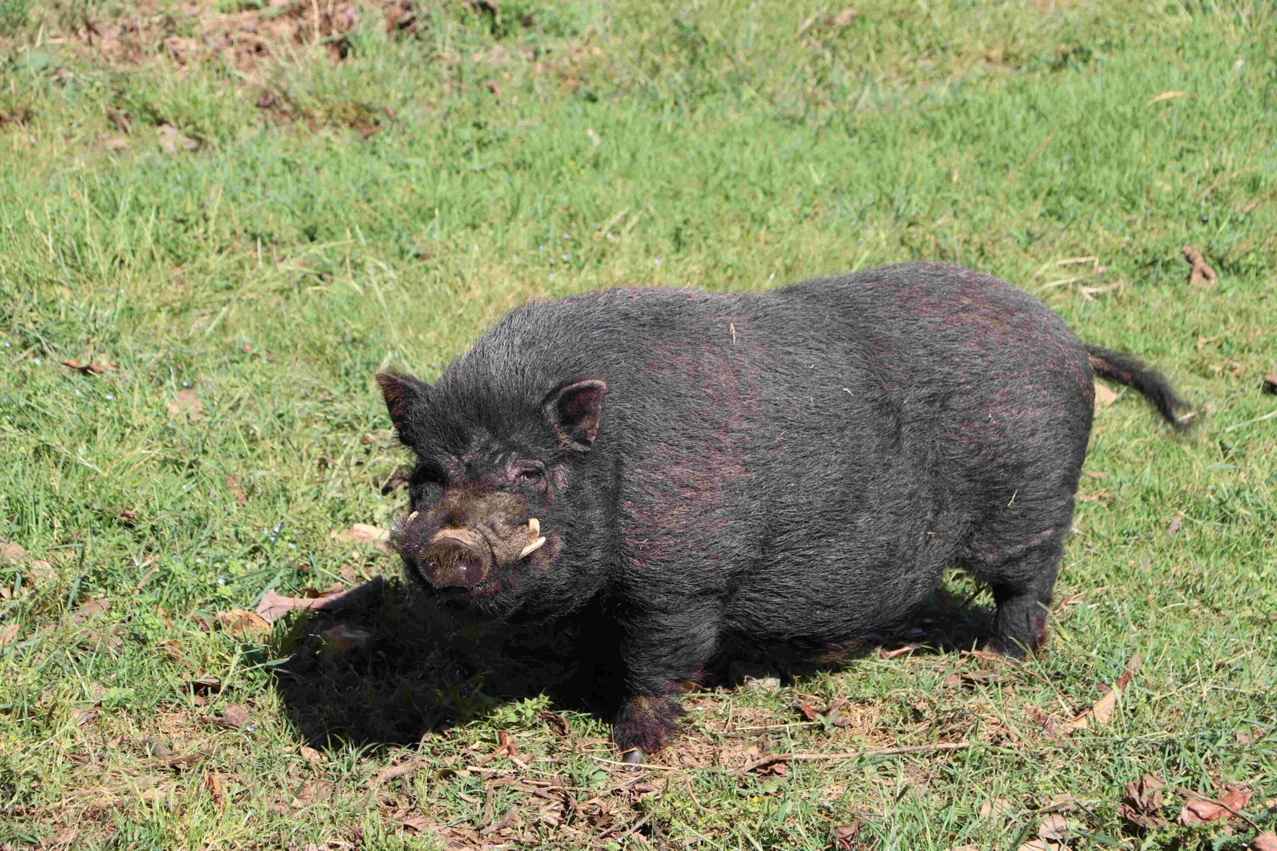 Porc Noir ibérique - voyageavecnous.com