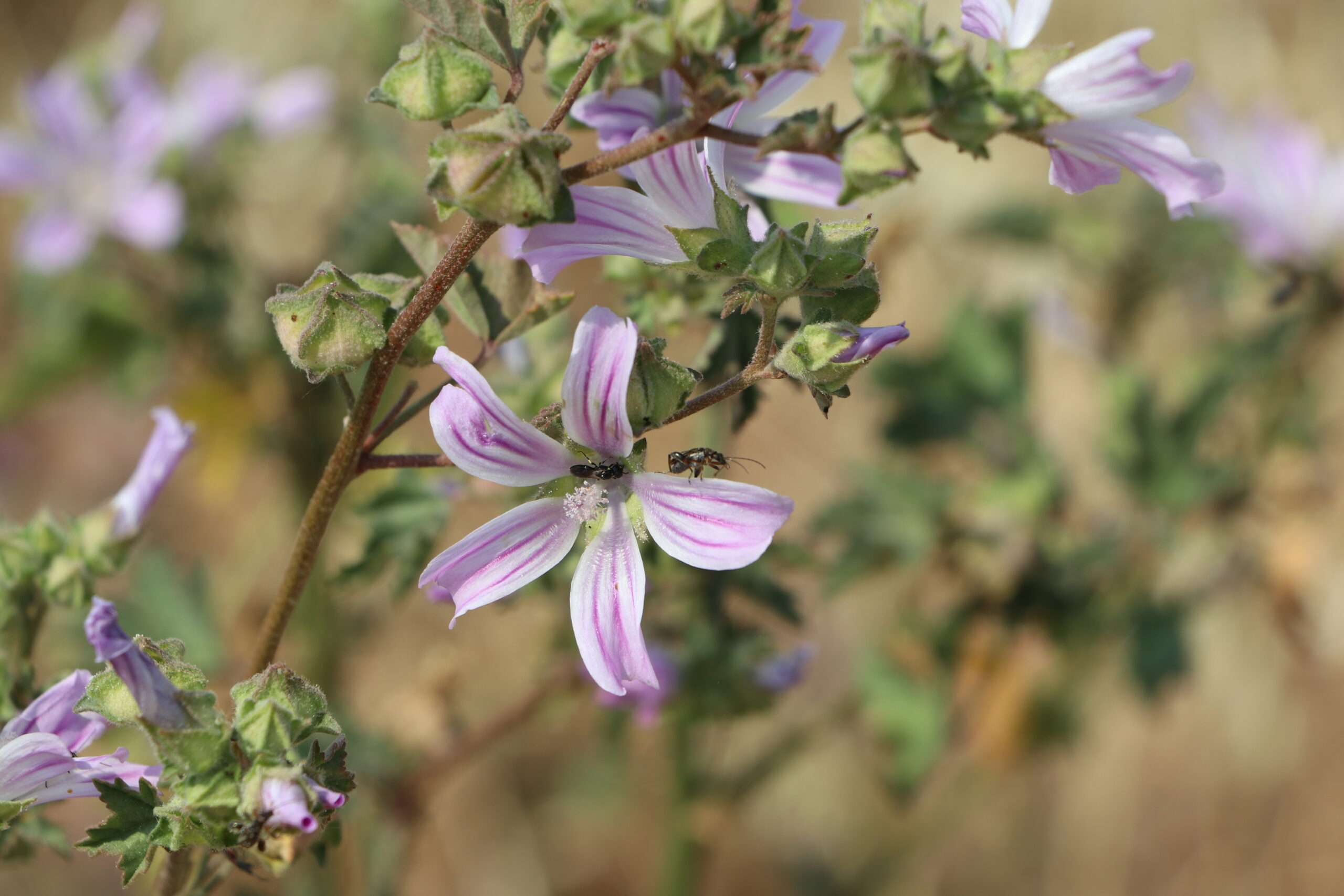 Mauve multiflore - voyageavecnous.com
