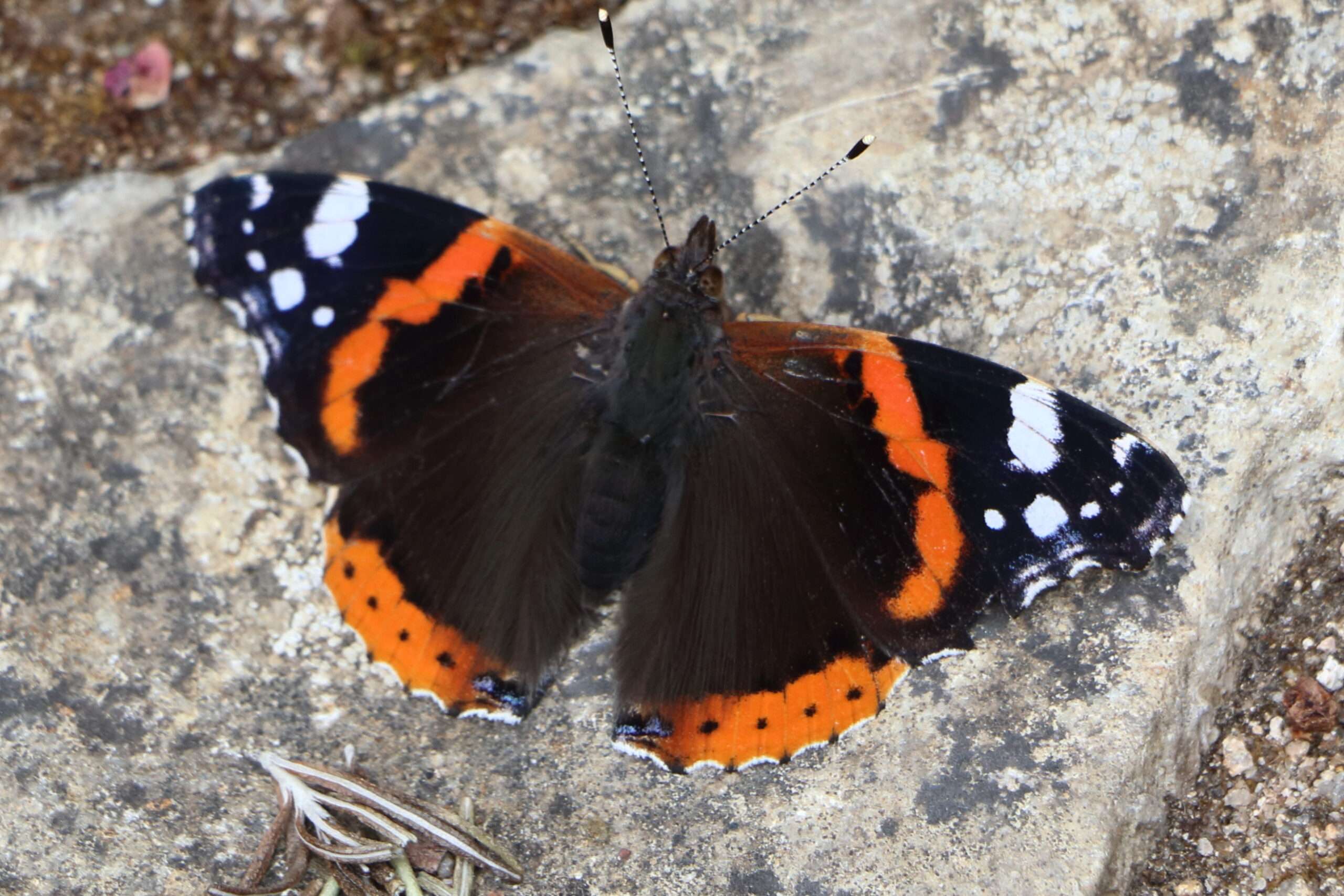 Vulcain (papillon) Vanessa atalanta - voyageavecnous.com