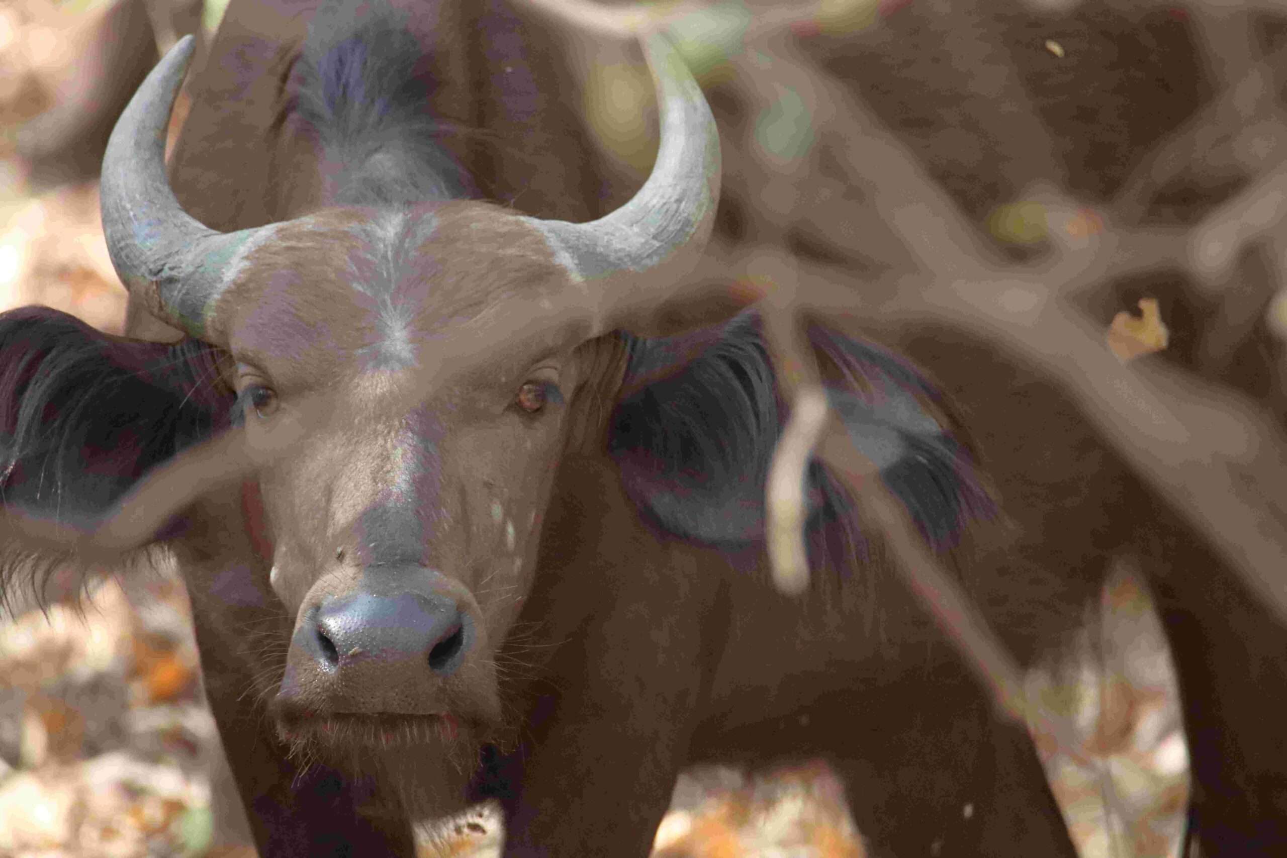 LA FAUNE - voyageavecnous.com