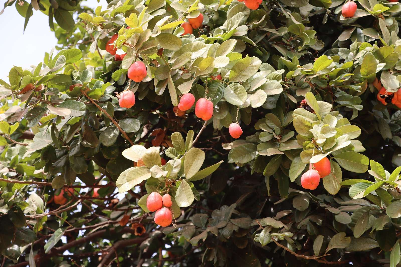 Akée, Aki Blighia sapida - voyageavecnous.com