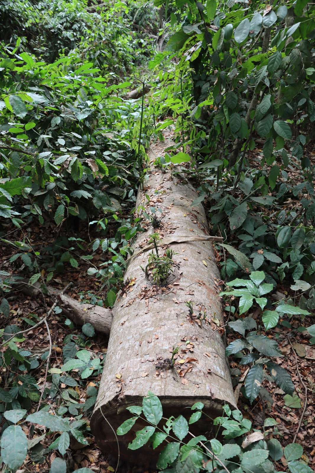 Sanctuaire des Singes de Drabo Gbo Abomey Calavi Région atlantique ...