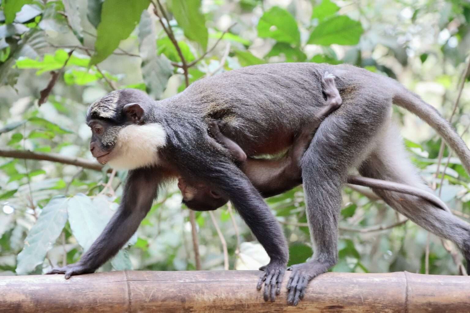 Sanctuaire des Singes de Drabo Gbo Abomey Calavi Région atlantique ...