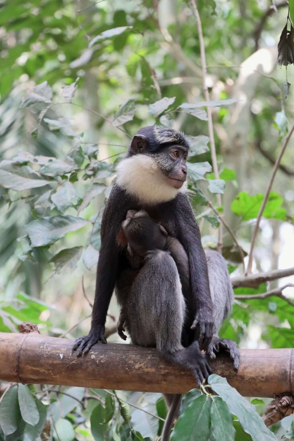 Sanctuaire des Singes de Drabo Gbo Abomey Calavi Région atlantique ...