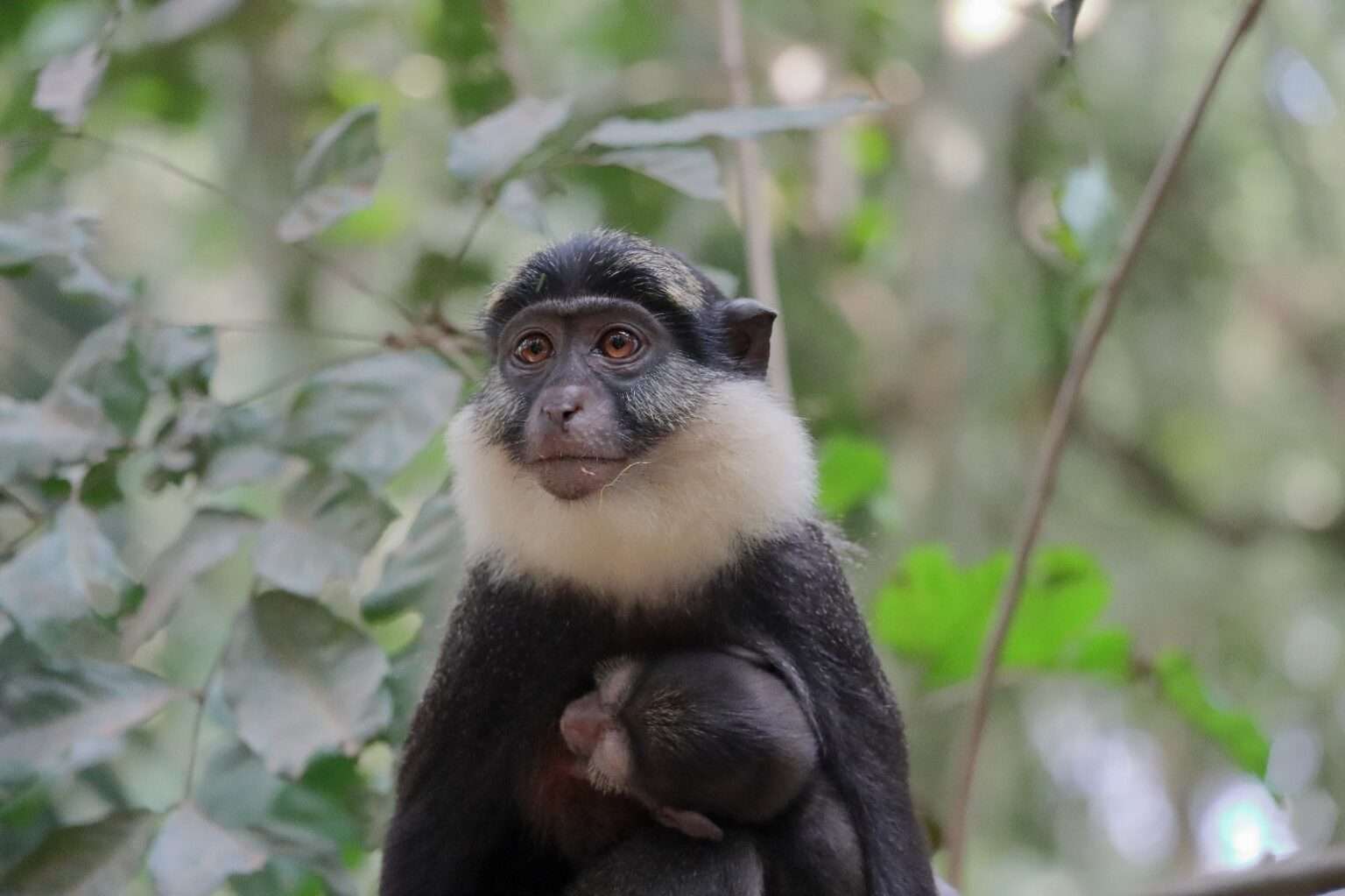 Sanctuaire des Singes de Drabo Gbo Abomey Calavi Région atlantique ...