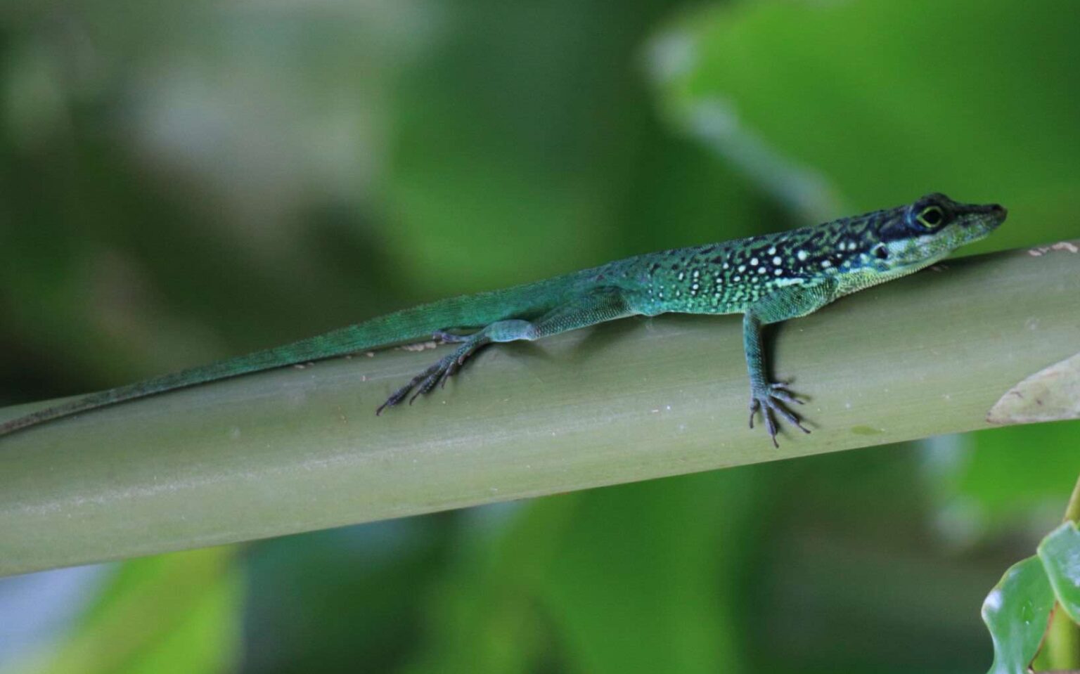 LA FAUNE - voyageavecnous.com