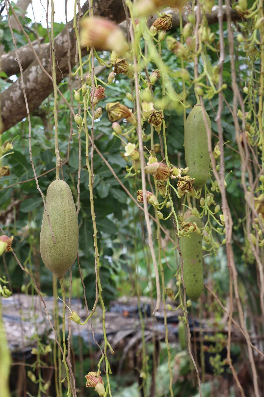 Kigelia africana - Arbre à saucisses + - voyageavecnous.com