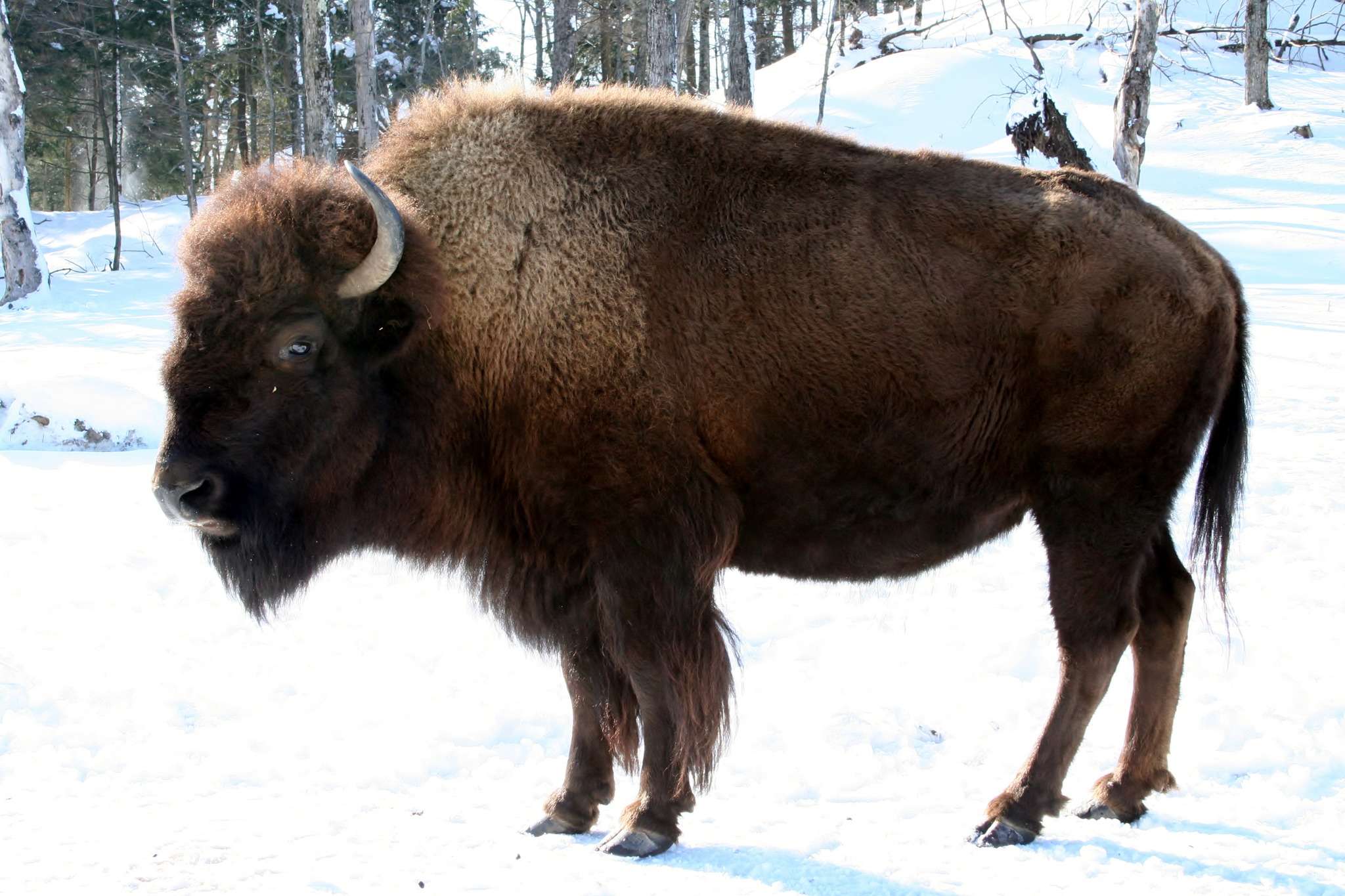 Safari québécois au volant : le Parc Oméga CANADA + - voyageavecnous.com
