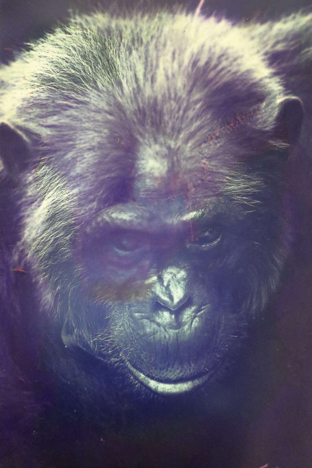 HELP CONGO, une sentinelle pour la biodiversité du Congo ...