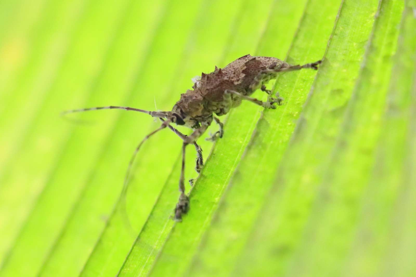 Longicorne Cerambycidae Lamiinae + - voyageavecnous.com