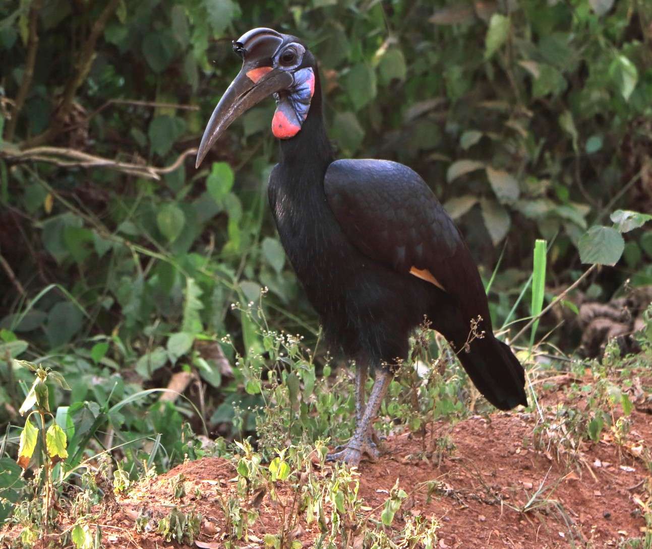 Bucorve d’Abyssinie de l’Est (Bucorvus abyssinicus abyssinicus ...