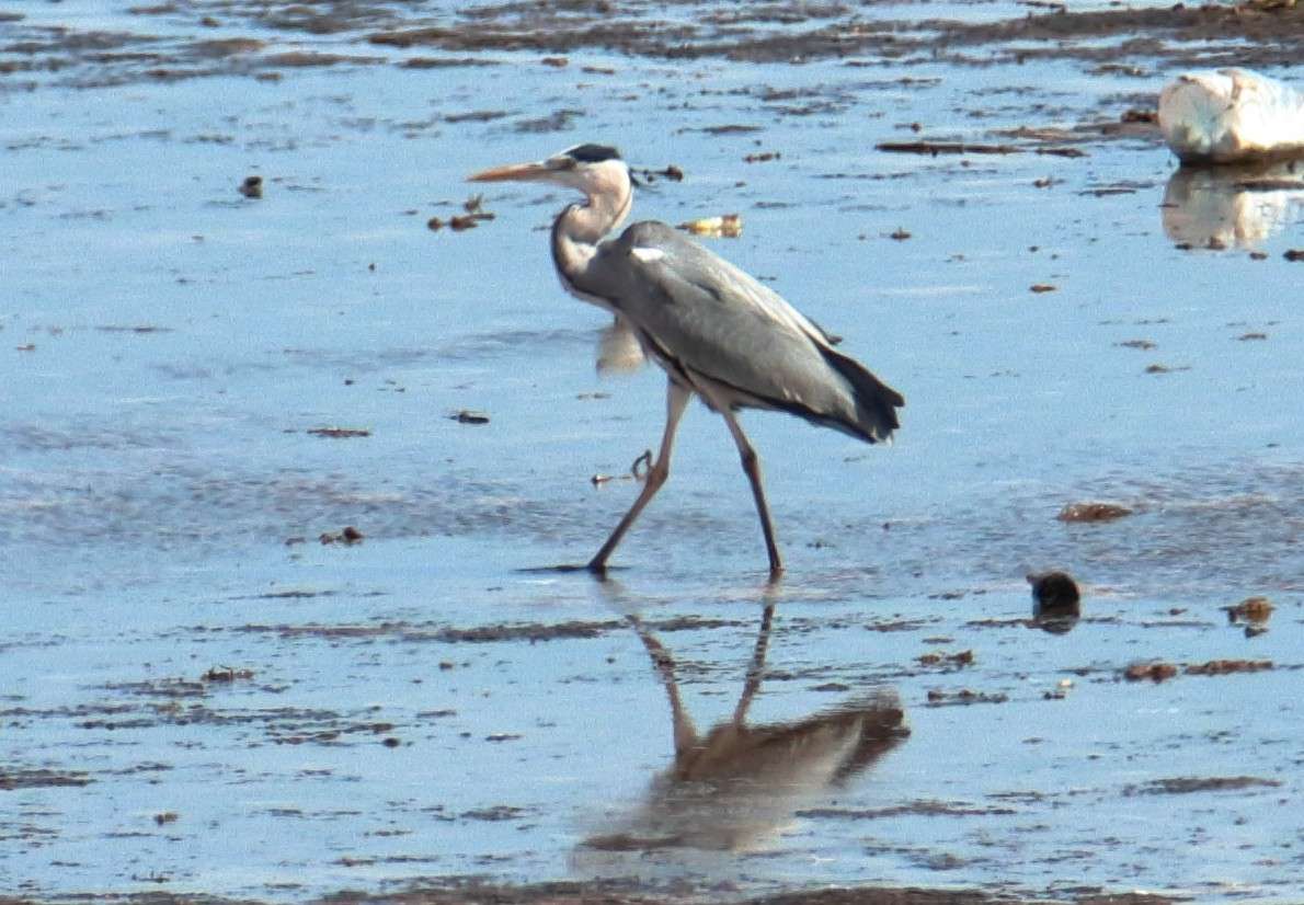 héron cendré de Mauritanie Ardea cinerea monicae + - voyageavecnous.com