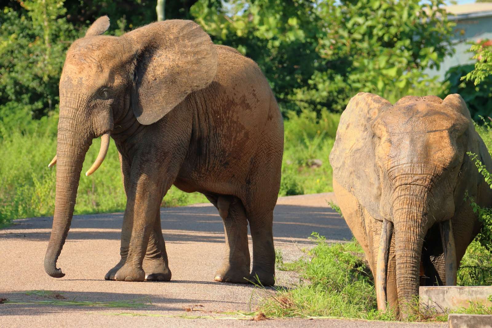 Éléphant de Savane d'Afrique de l'Ouest Loxodonta africana africana ...