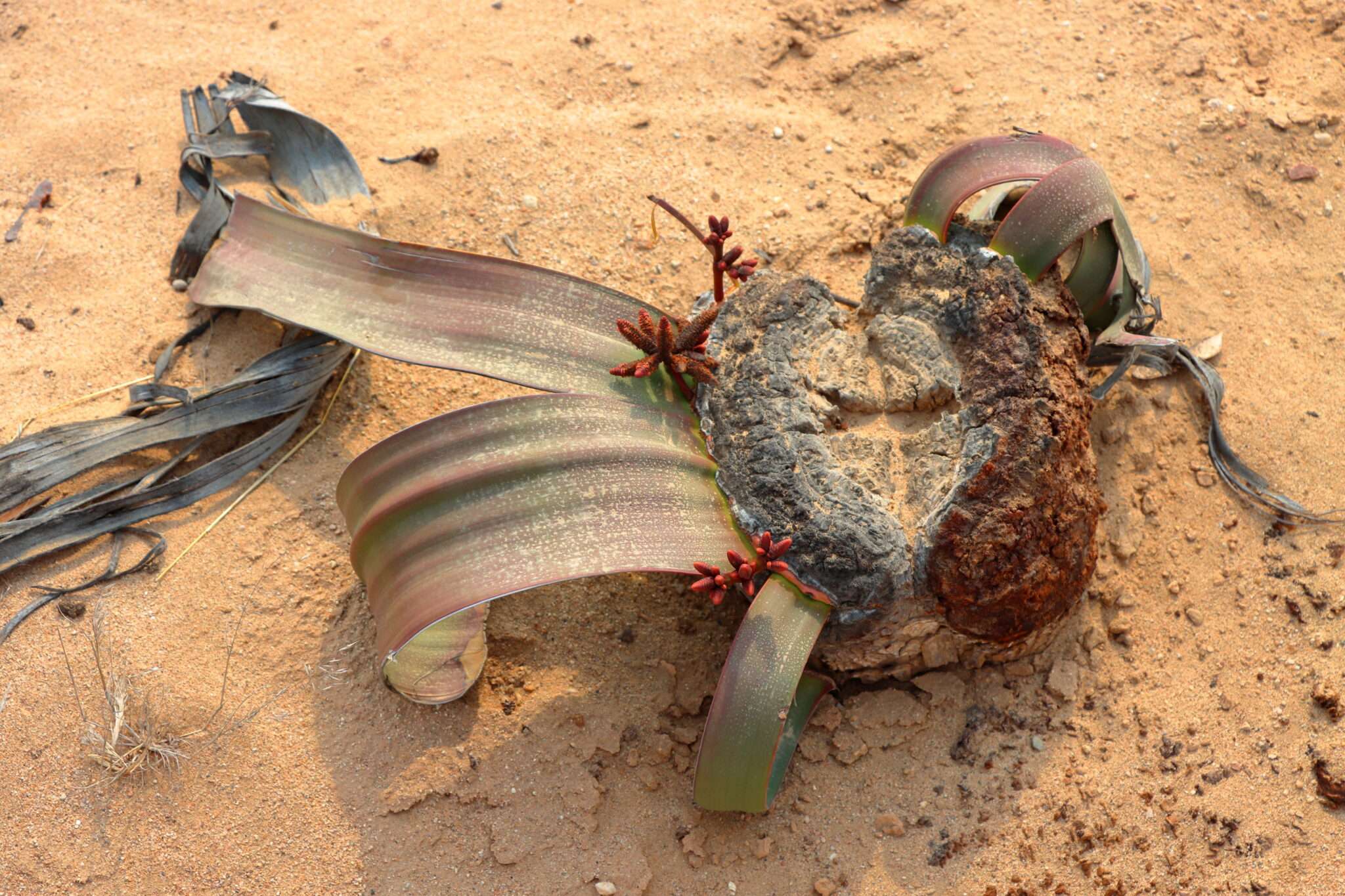 Welwitschia mirabilis + - voyageavecnous.com
