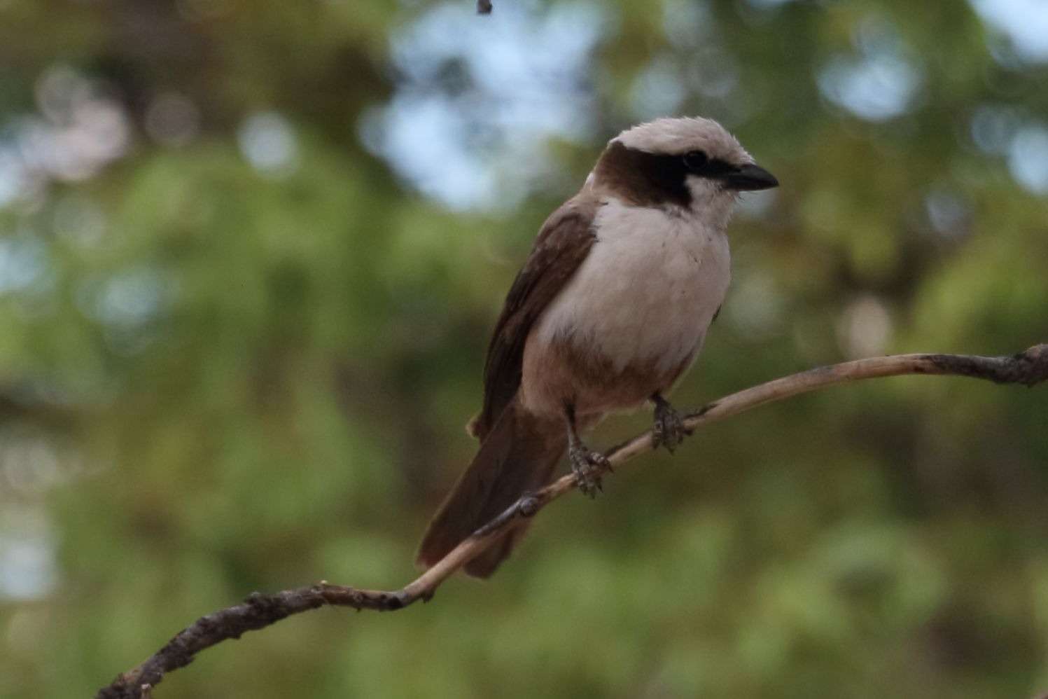 Pie-grièche à Front Blanc Southern White-crowned Shrike Eurocephalus ...