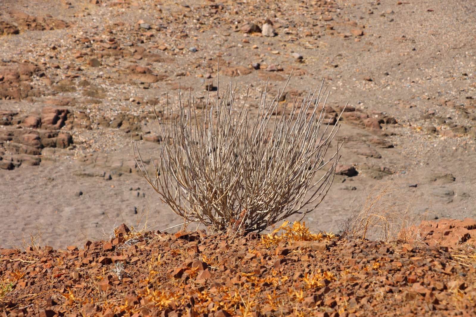 Euphorbia damarana Damara milk bush - voyageavecnous.com
