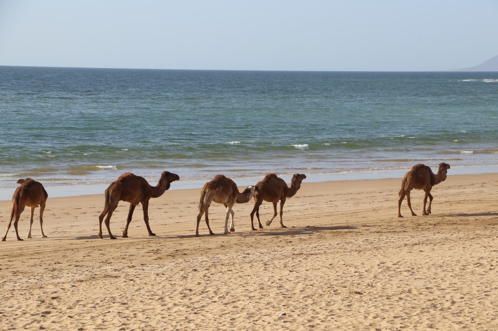 La plage de Tamraght — entre vagues sauvages et sérénité berbère Agadir ...
