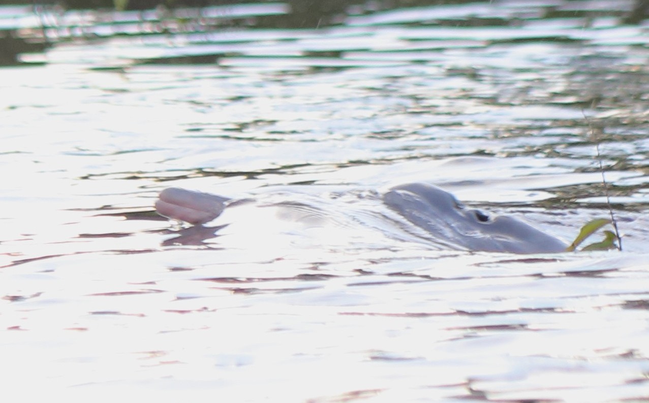 Dauphin rose d’Amazonie Amazon River Dolphin Inia geoffrensis ...