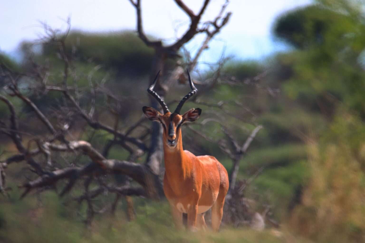 Impala à face noire Aepyceros melampus petersi - voyageavecnous.com