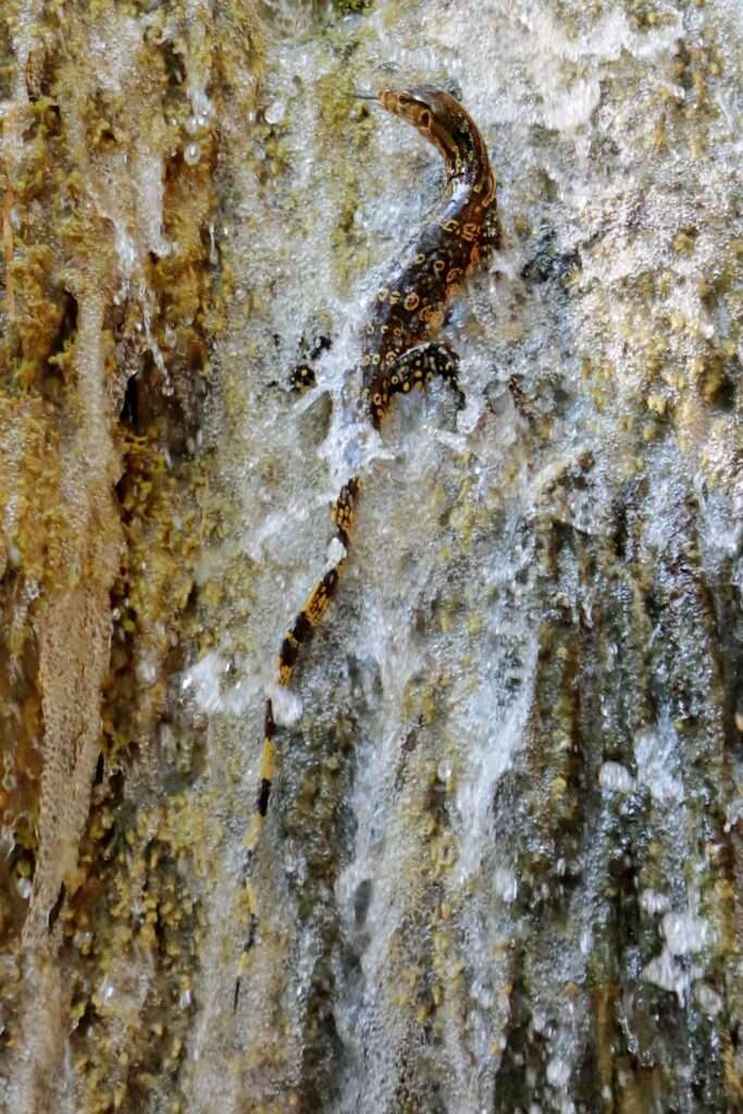 Varan malais / Malayan Water Monitor / Varanus salvator ...