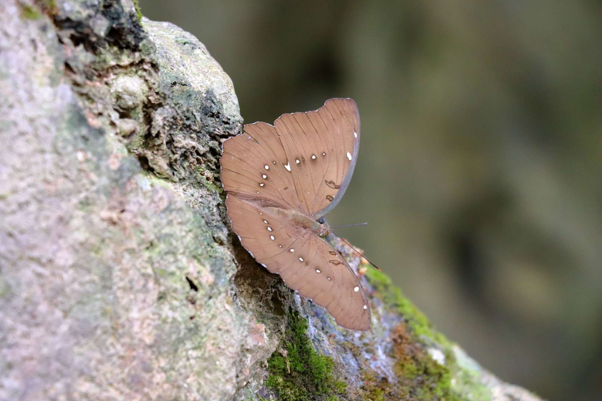 Le Faune brun / Common Faun (Faunis canens) - voyageavecnous.com